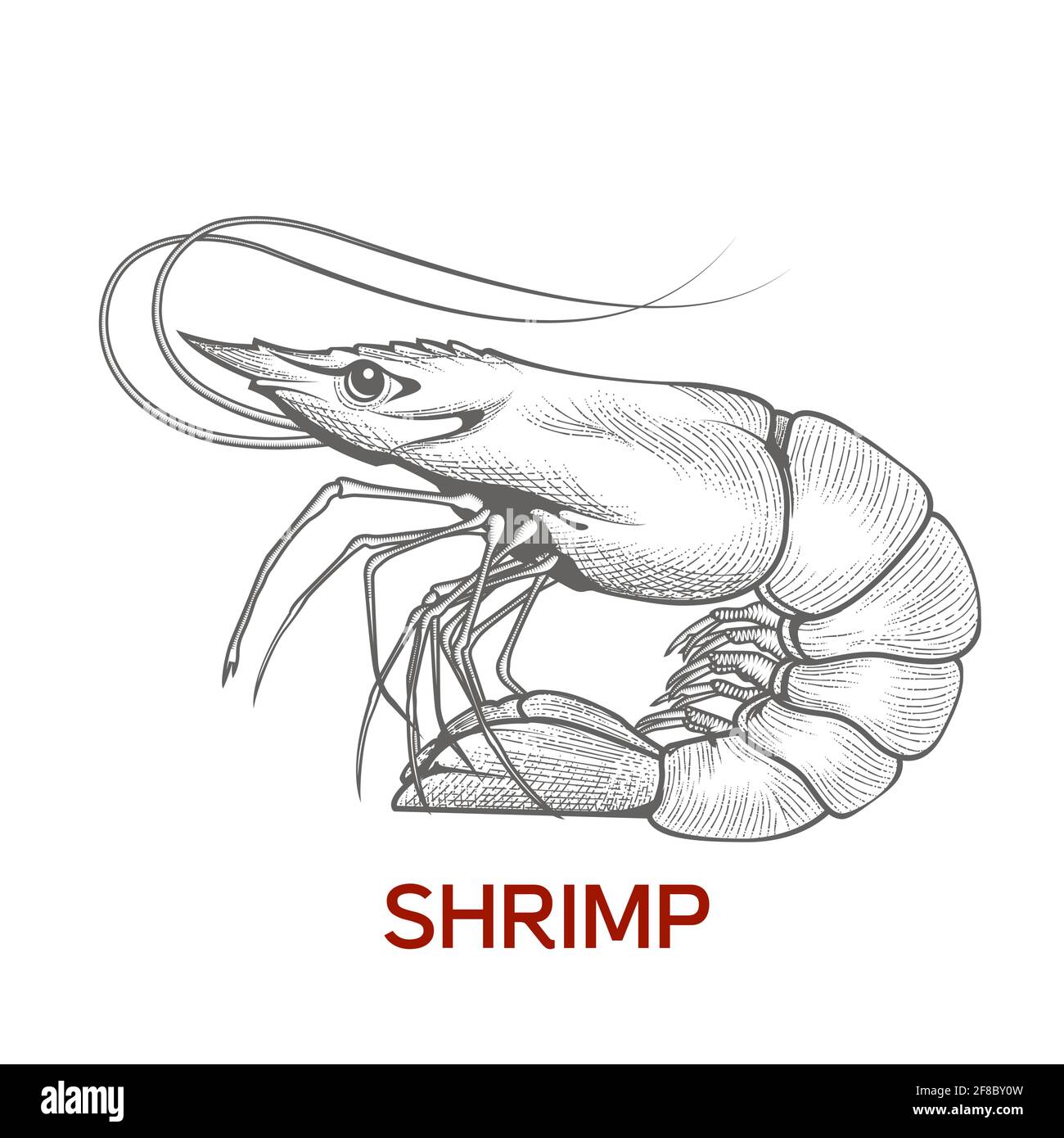 Large shrimp sketch, hand drawn prawn in engraved graphic style for ...