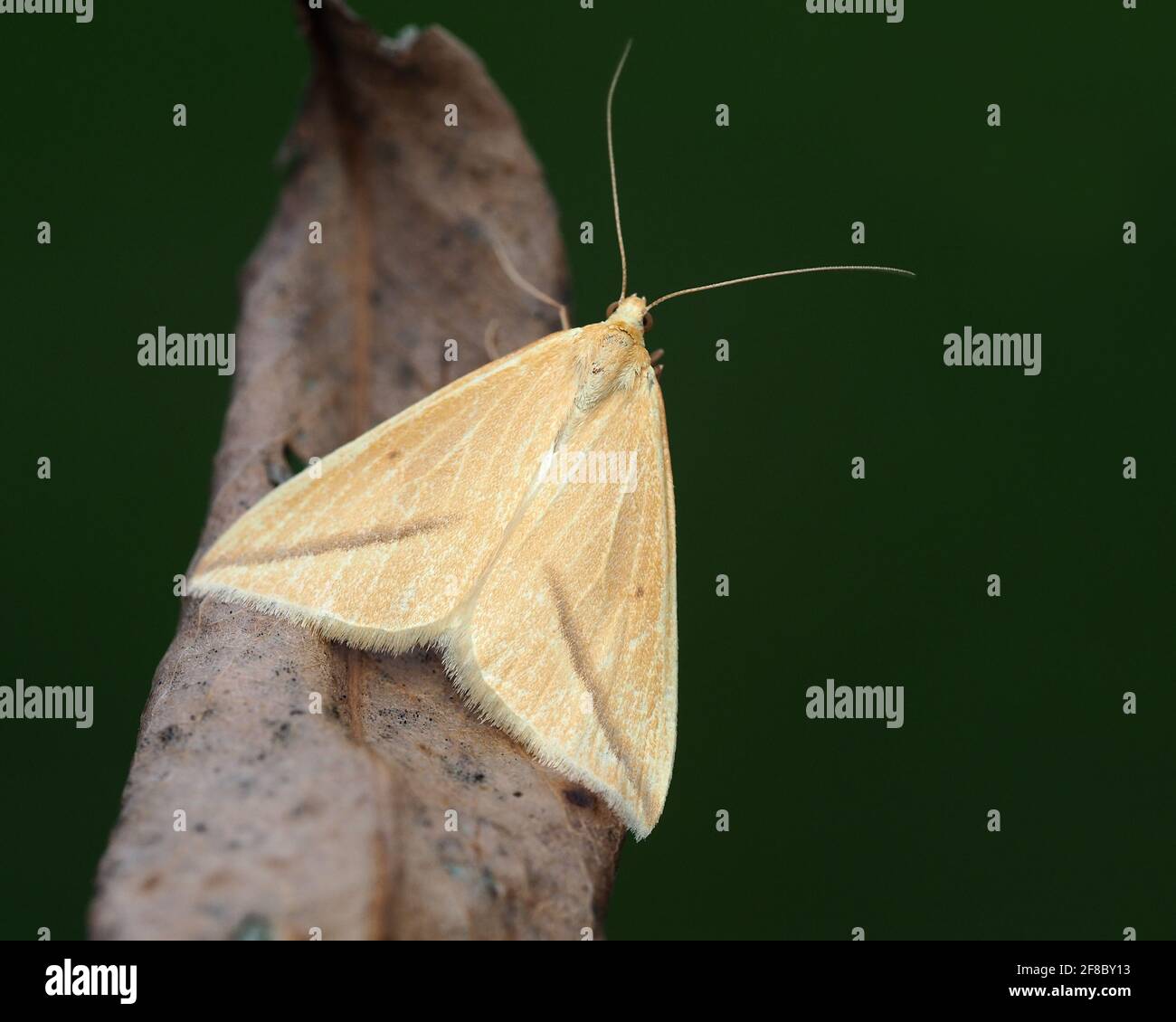The Vestal moth (Rhodometra sacraria) at rest on leaf. Tipperary ...