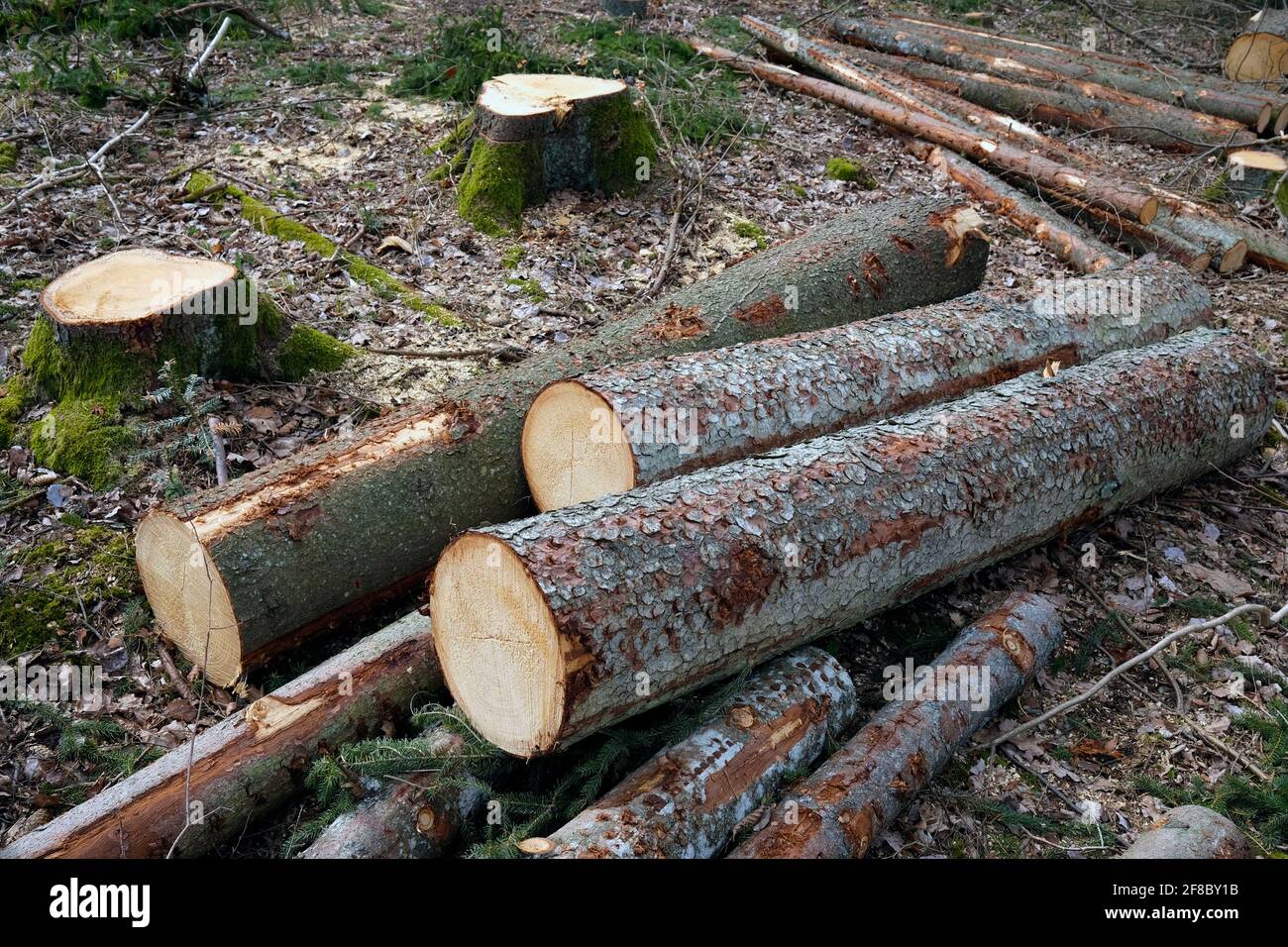 Tree felling area cut logs Stock Photo - Alamy