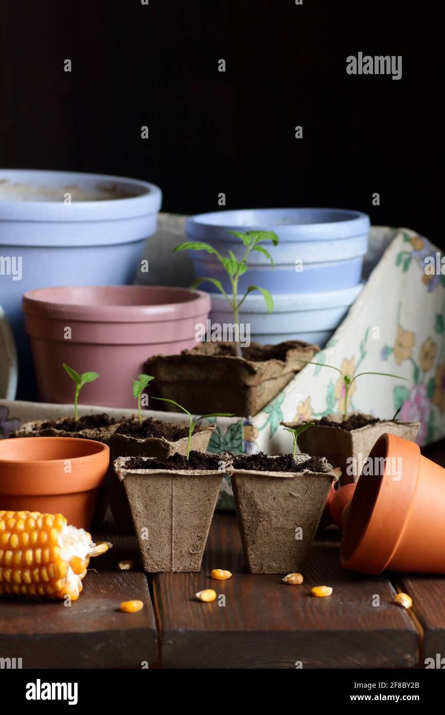 Seedlings in biodegradable cardboard pots and clay flower pots on dark ...