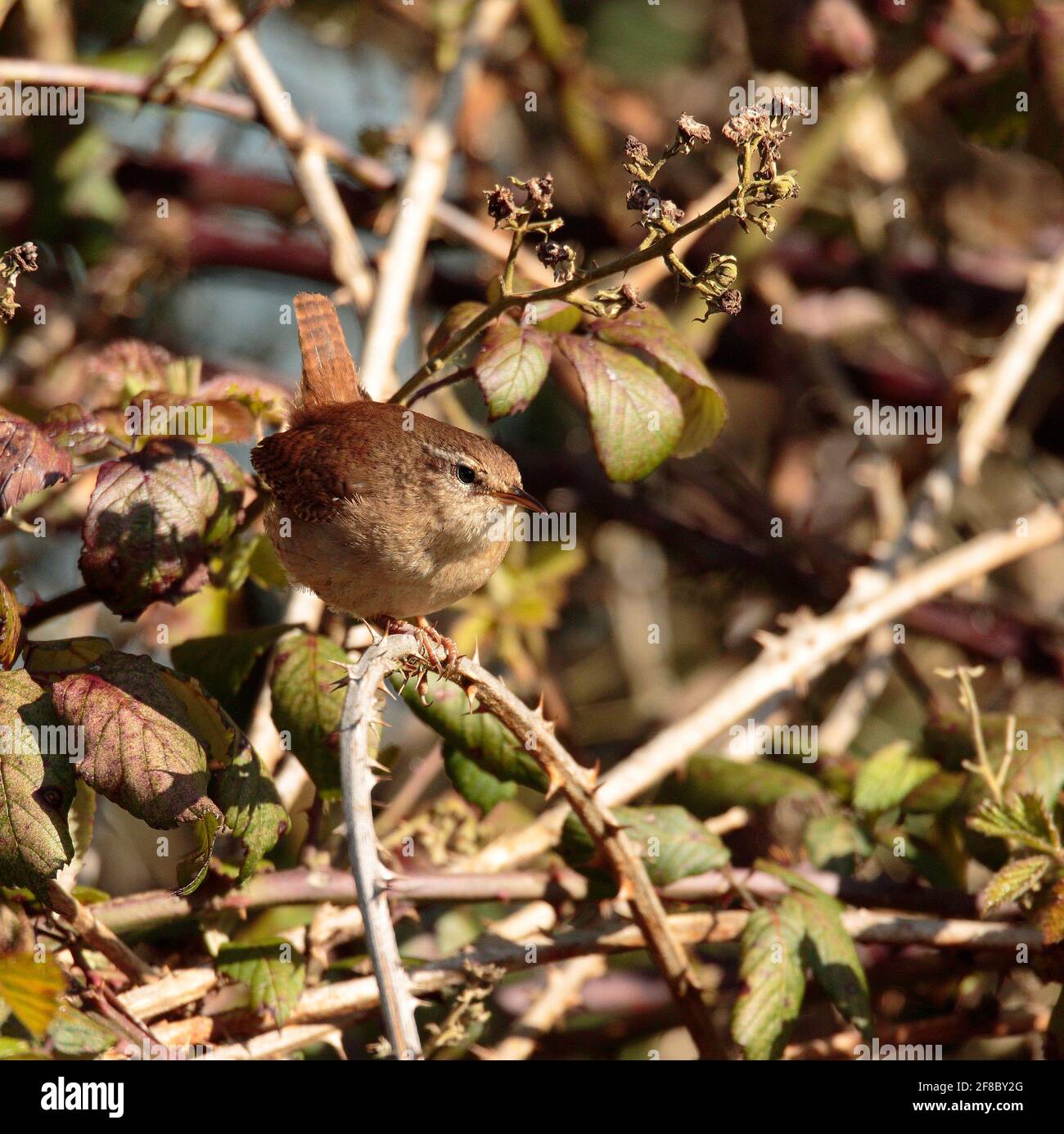 European wren flying hi-res stock photography and images - Alamy