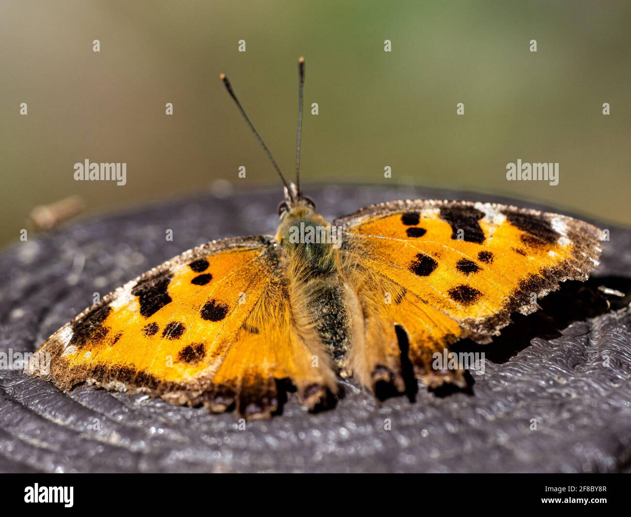 Asian comma hi-res stock photography and images - Alamy