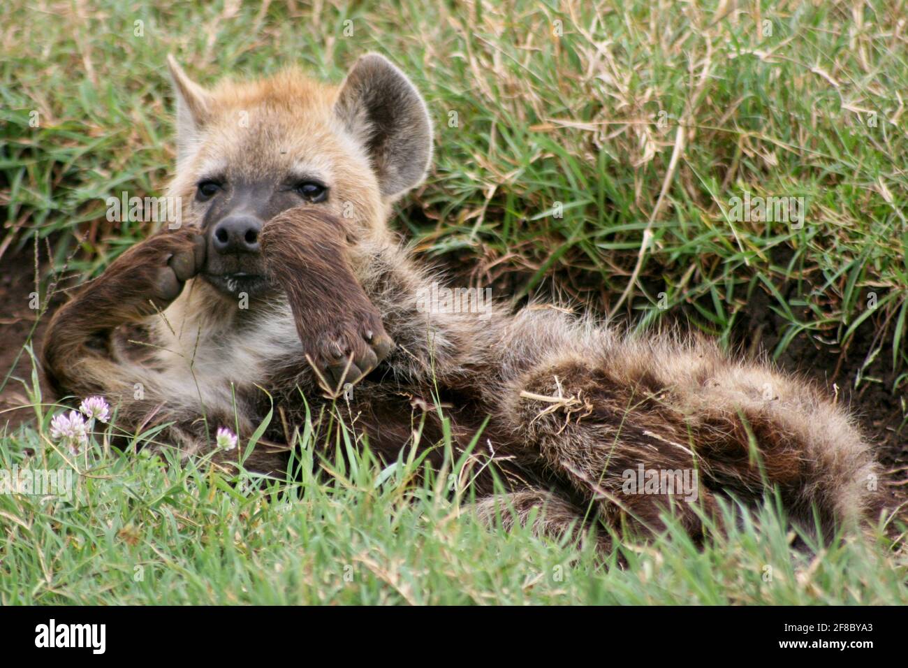 Closeup portrait of Young Spotted Hyena (Crocuta crocuta) with paws ...