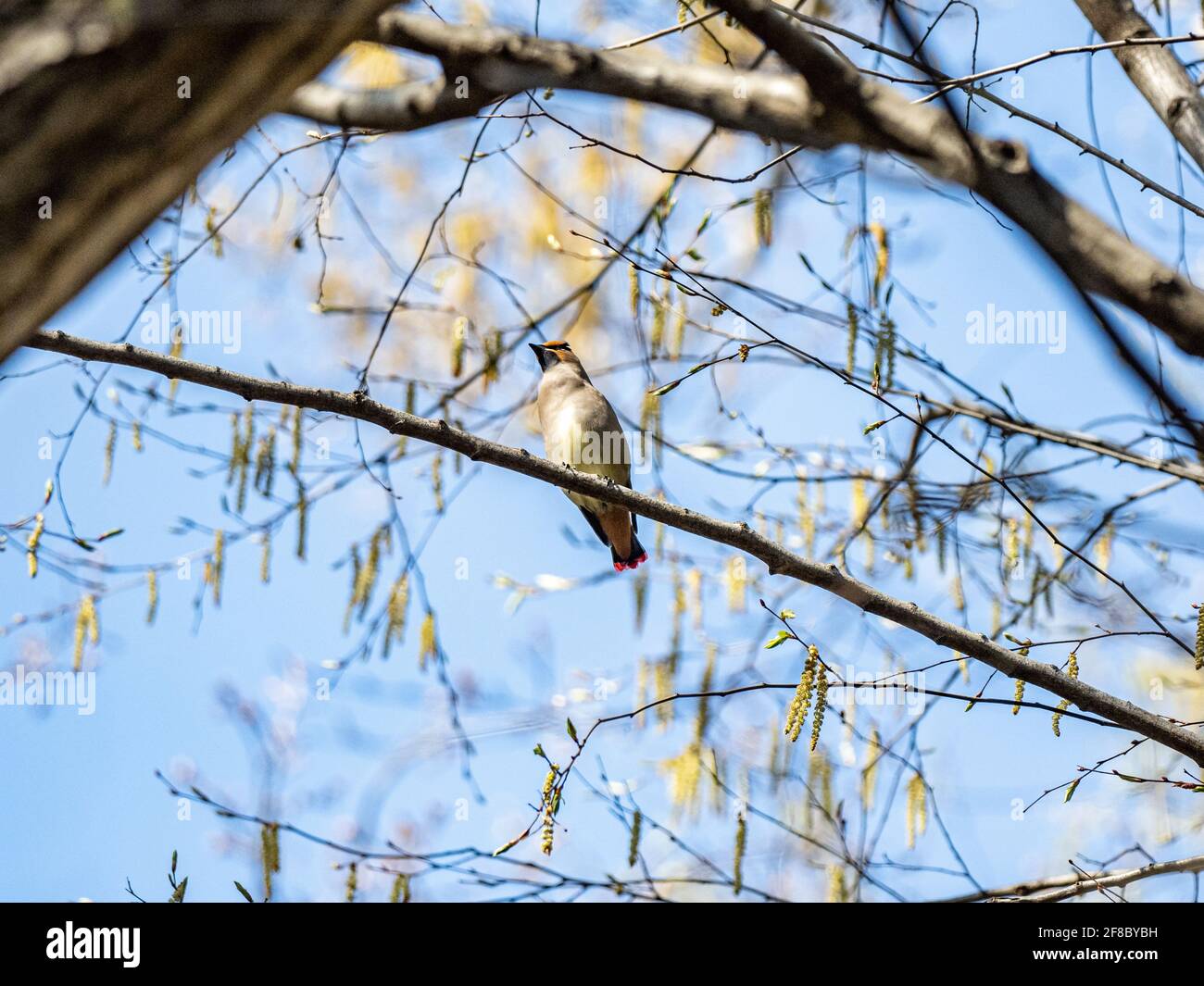 Japanese Waxwing perched on tree branch Stock Photo - Alamy