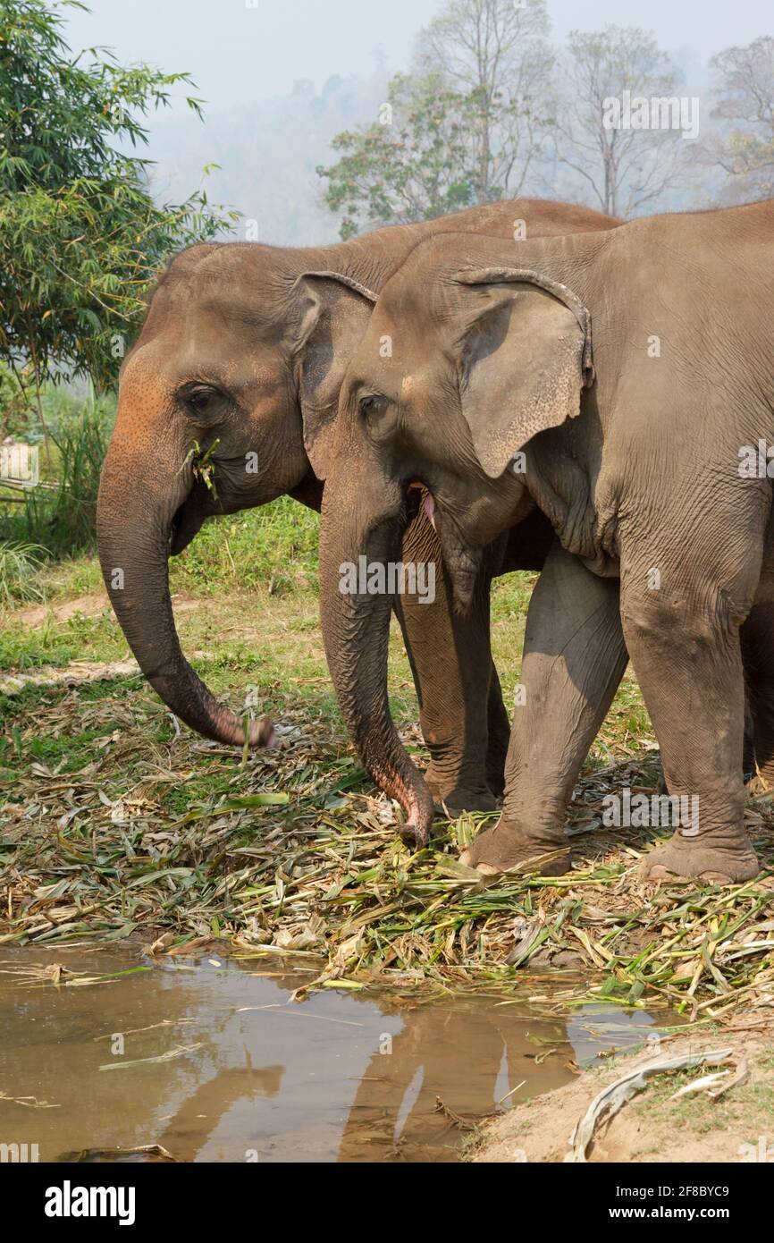 Asian elephants in field hi-res stock photography and images - Alamy