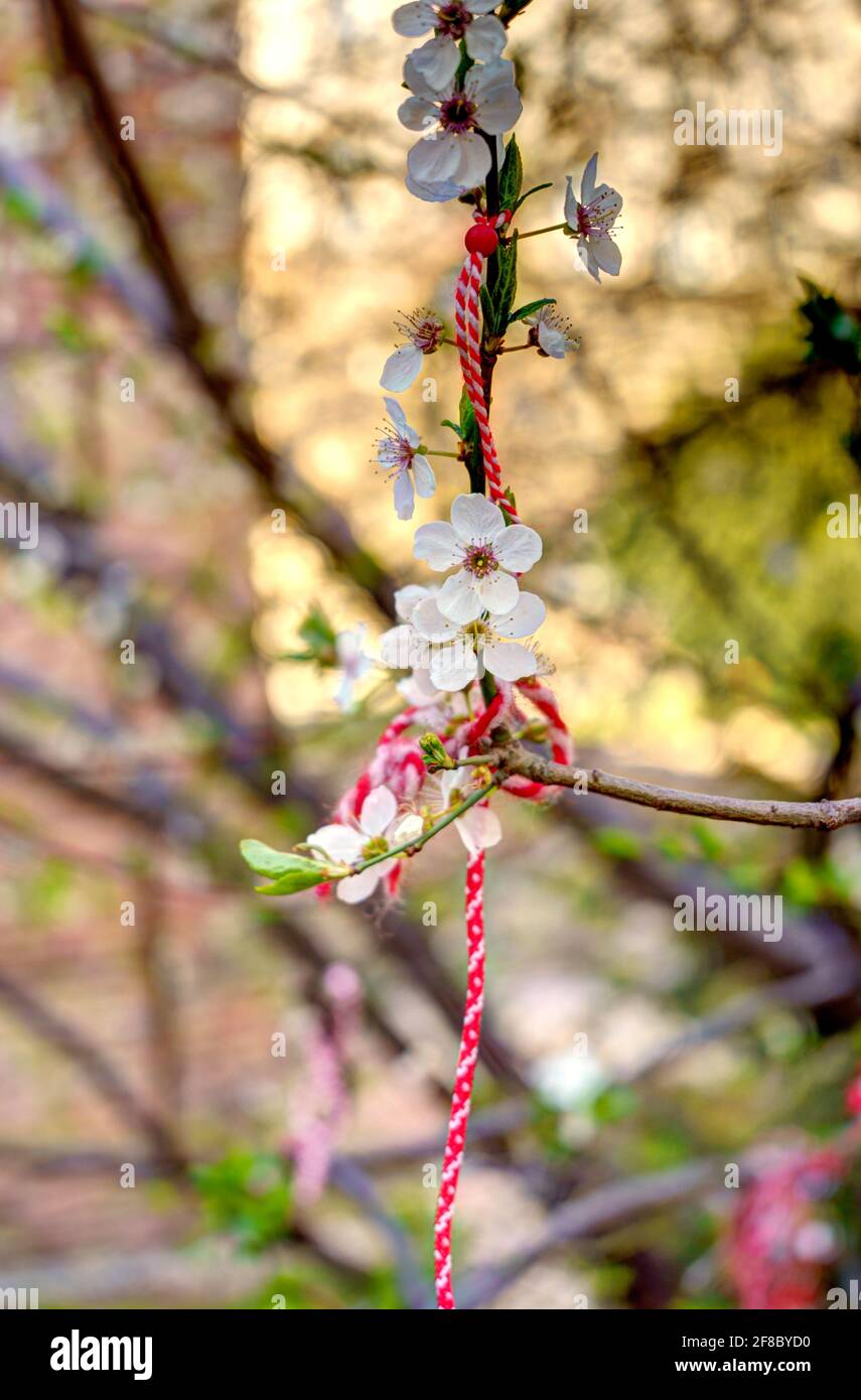 Martenitsa on a tree, Bulgarian springtime tradition Stock Photo - Alamy