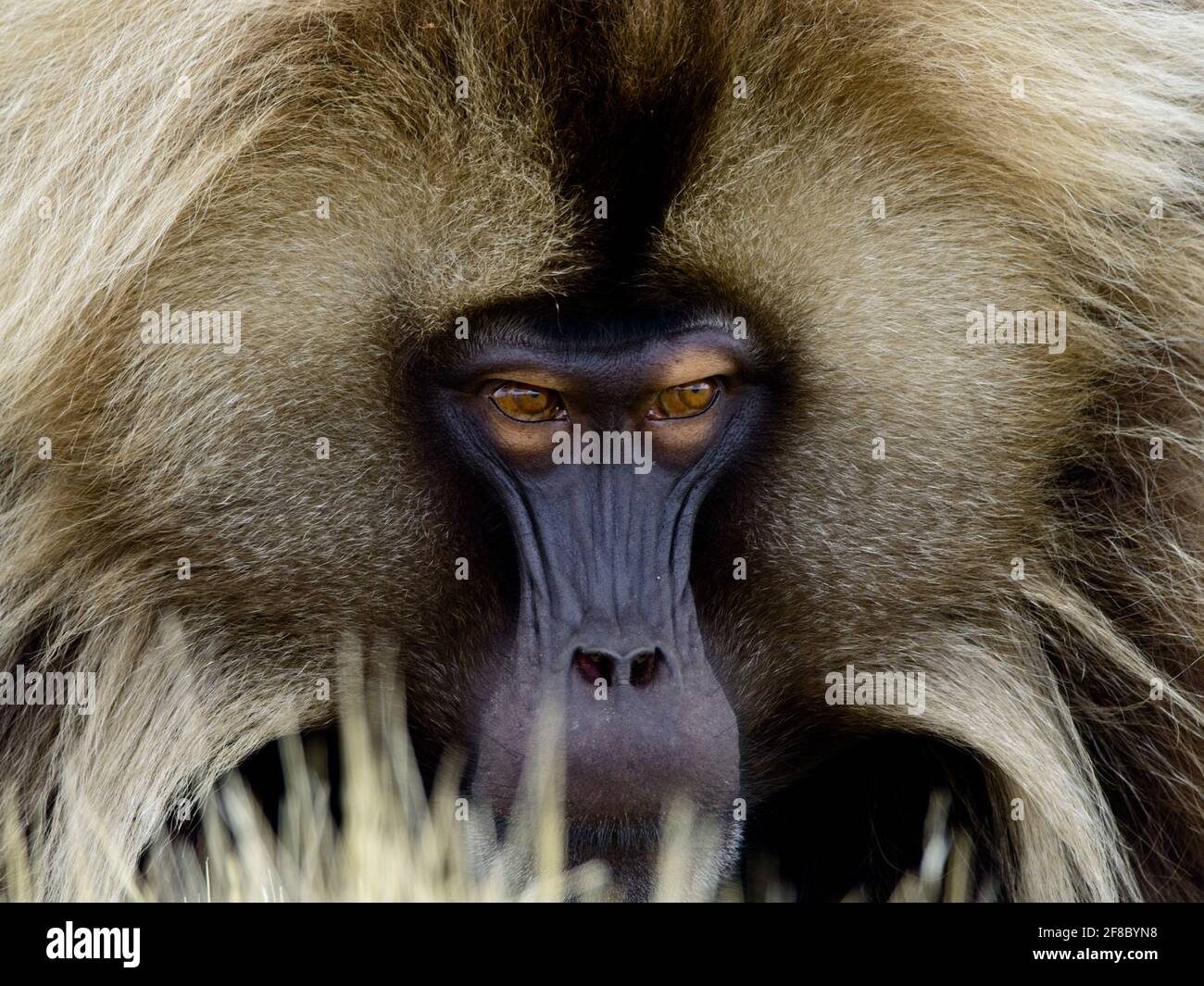 Full face closeup portrait of Gelada Monkey (Theropithecus gelada ...