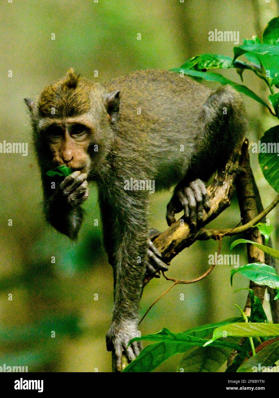Cute macaque monkeys hi-res stock photography and images - Alamy