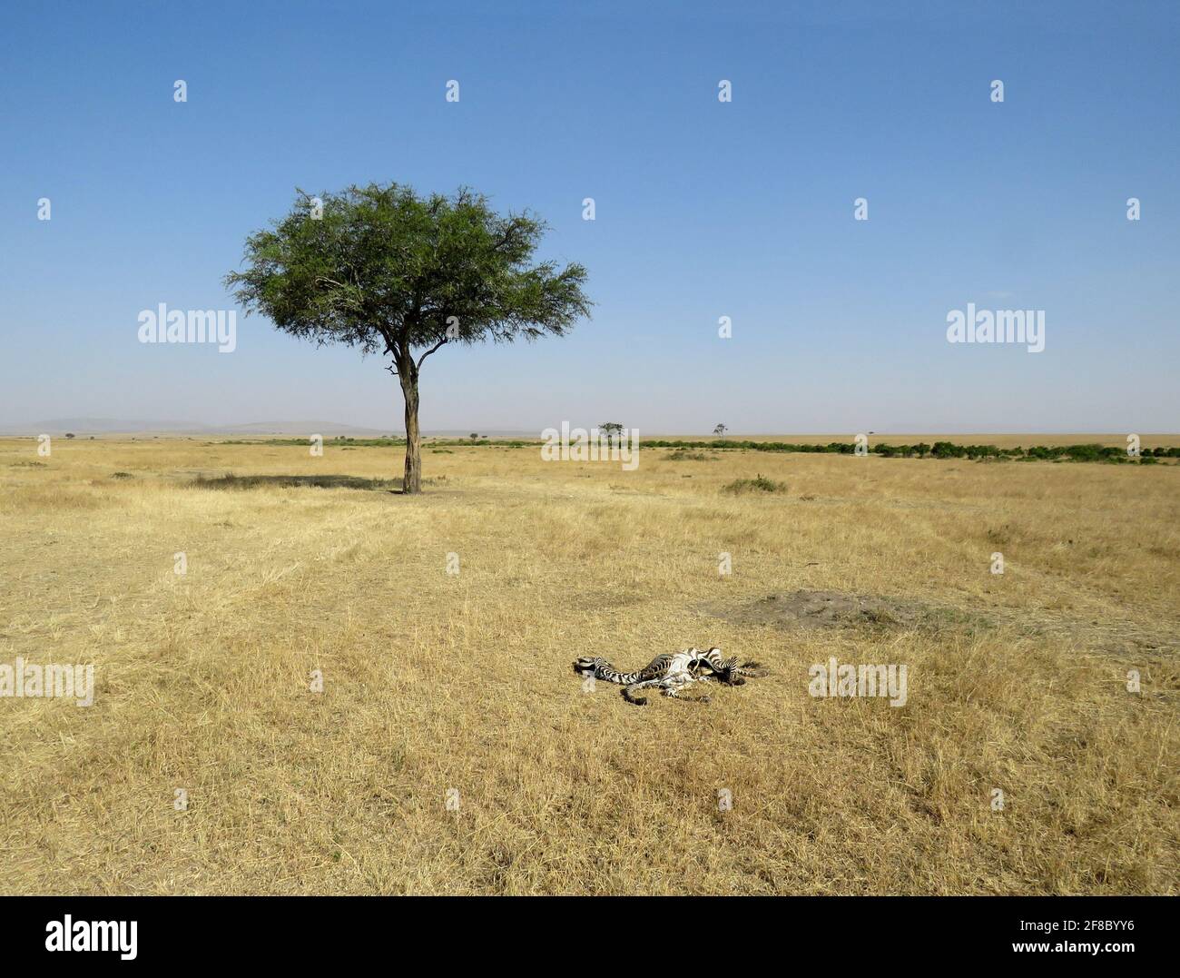 Dead zebra corpse in Maasai Mara-an area of preserved savannah ...