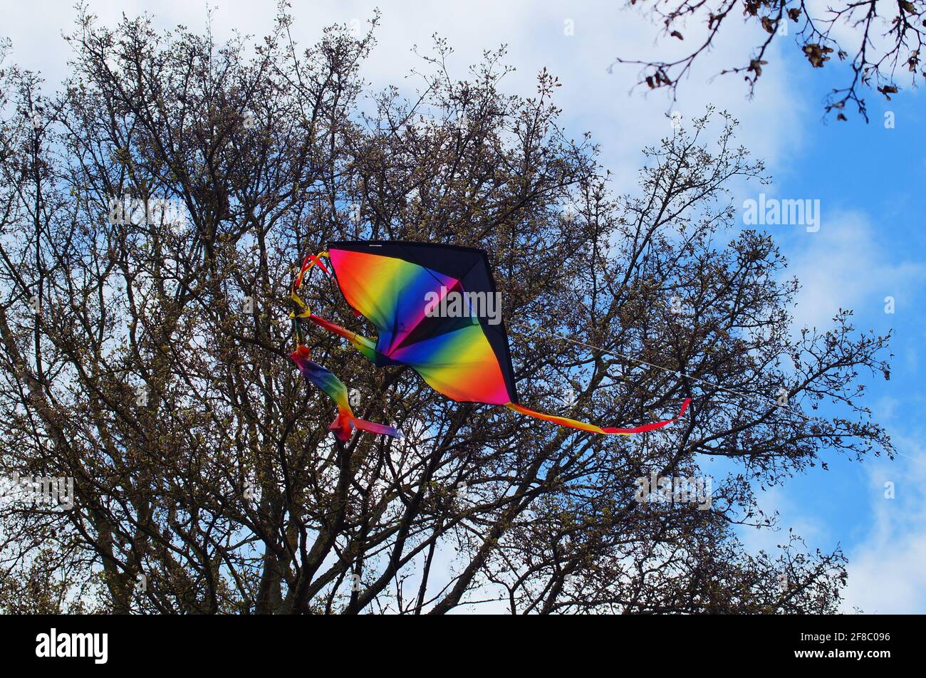A kite caught in a tree Stock Photo - Alamy