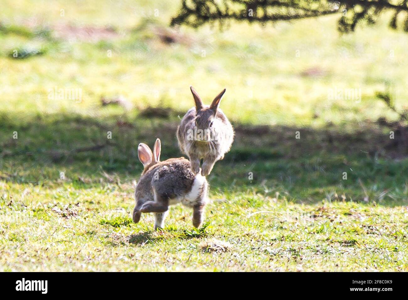 Leaping rabbit hi-res stock photography and images - Alamy