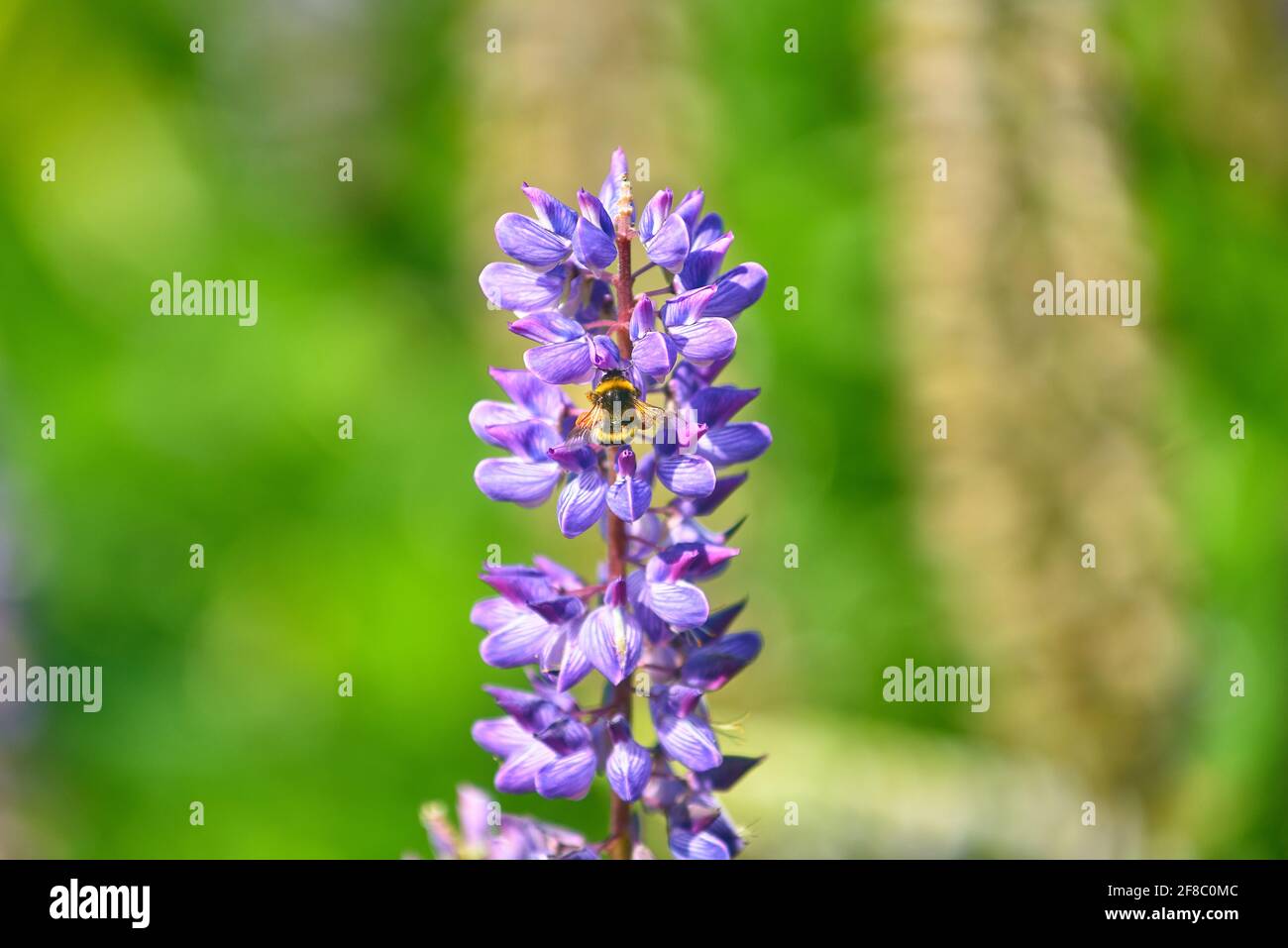Wild bee collects pollen from hi-res stock photography and images - Alamy