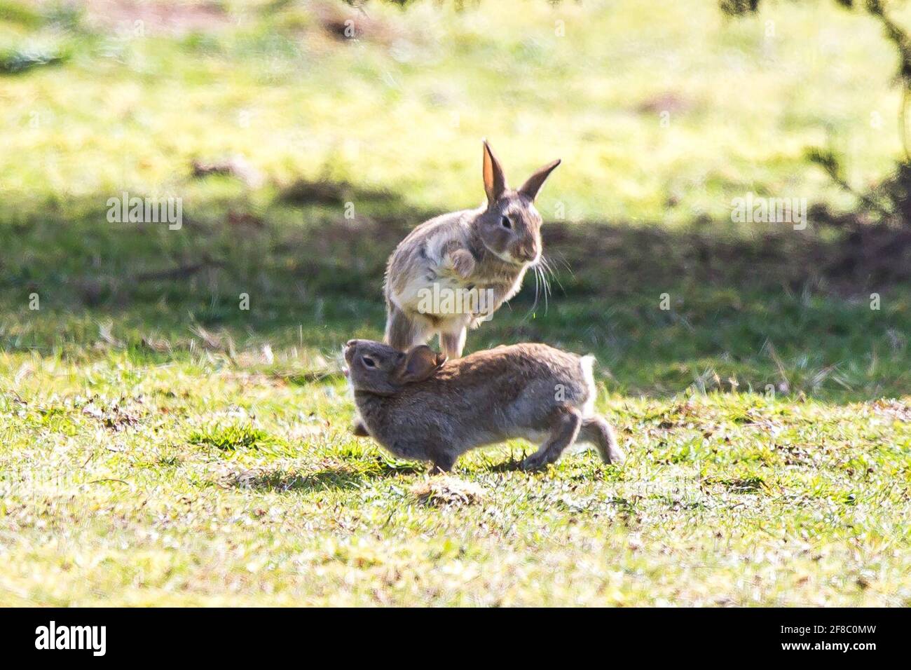Leaping rabbit hi-res stock photography and images - Alamy