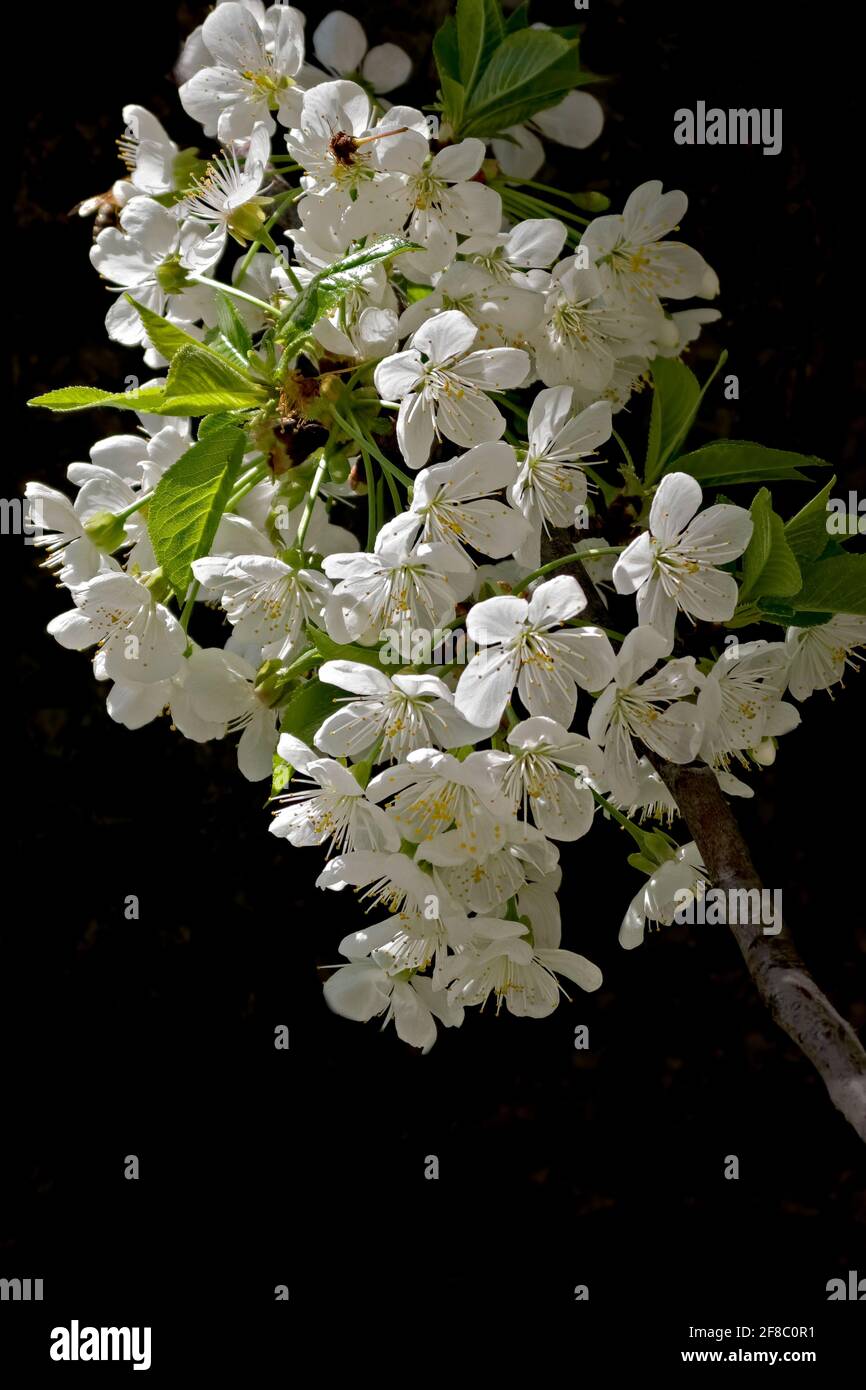 Spring mood flowering fruit hi-res stock photography and images - Alamy