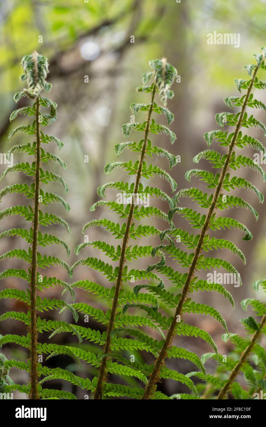 A kind of Pteridophyte, Isehara City, Kanagawa Prefecture, Japan Stock ...