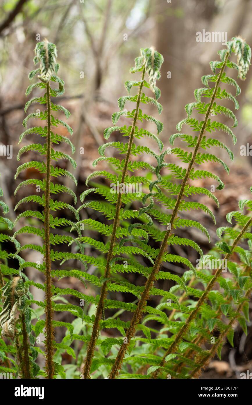 A kind of Pteridophyte, Isehara City, Kanagawa Prefecture, Japan Stock ...