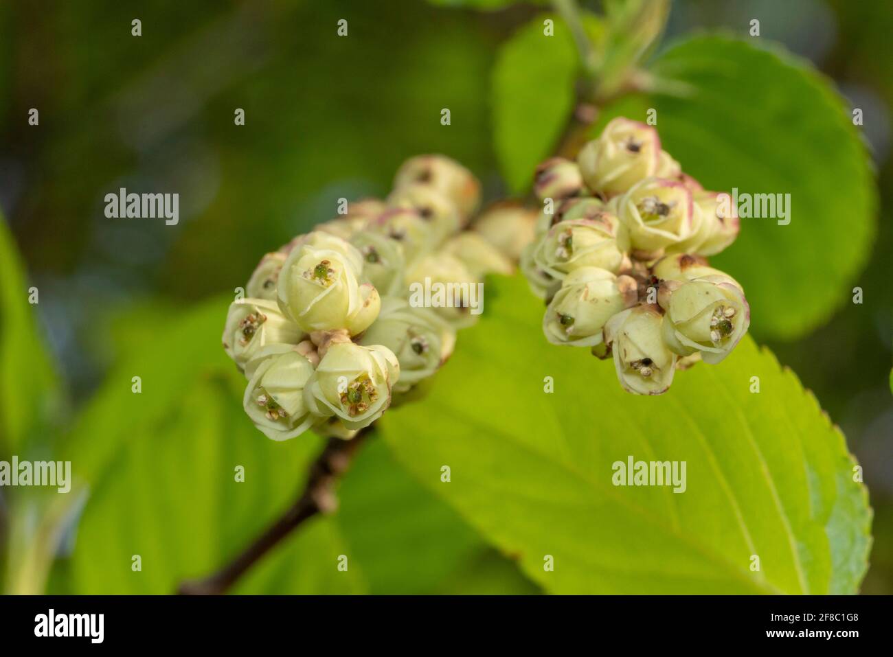 Stachyurus praecox raceme hi-res stock photography and images - Alamy