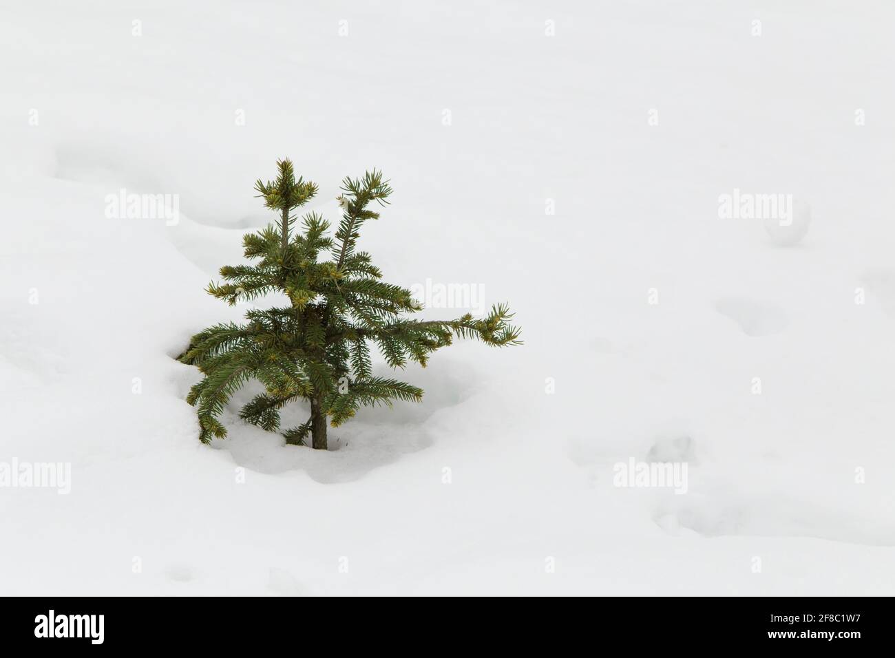 Among green fir trees small hi-res stock photography and images - Alamy