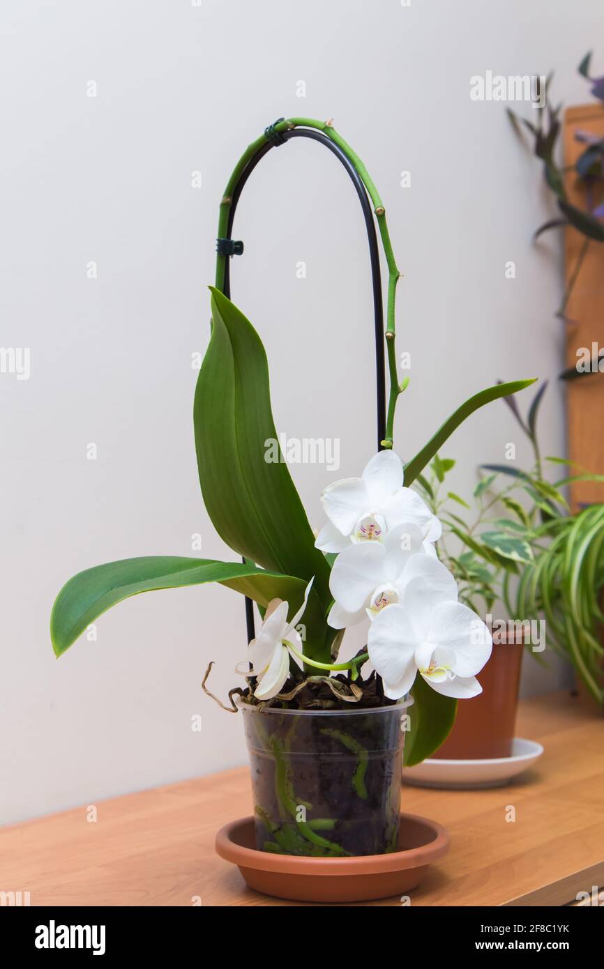 Long flower pot hi-res stock photography and images - Alamy