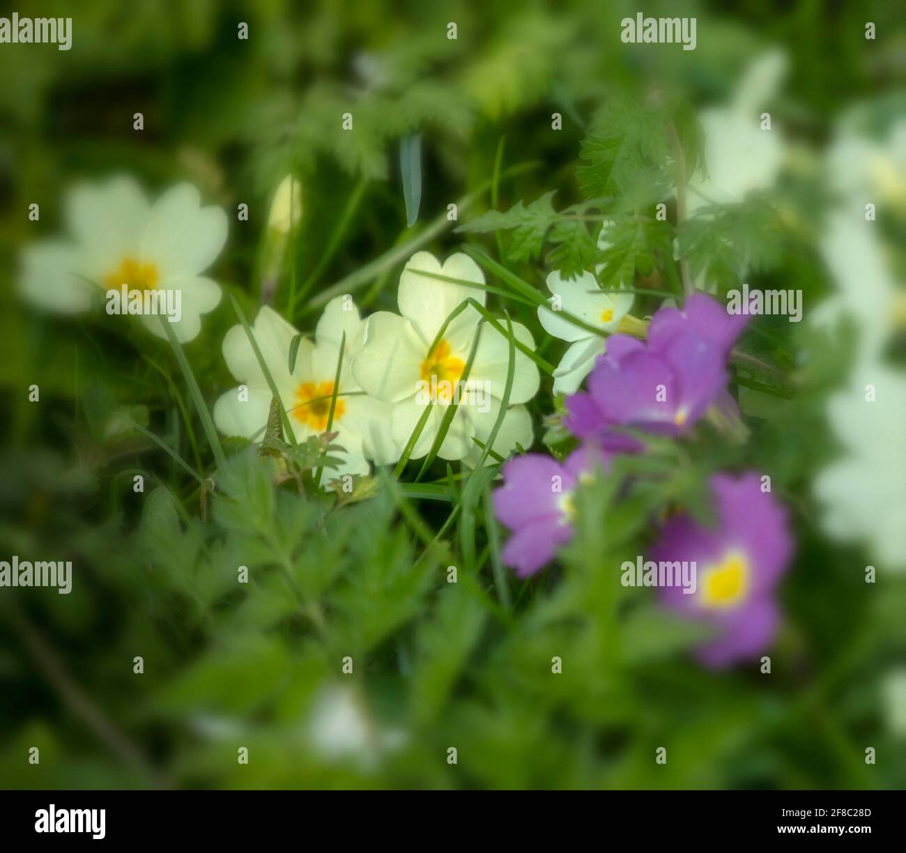 Spring flowering Primulas {Primrose} in spring sunshine Stock Photo - Alamy