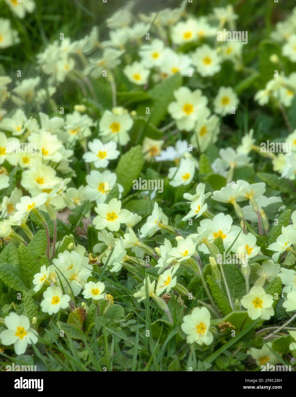 Spring flowering Primulas {Primrose} in spring sunshine Stock Photo - Alamy