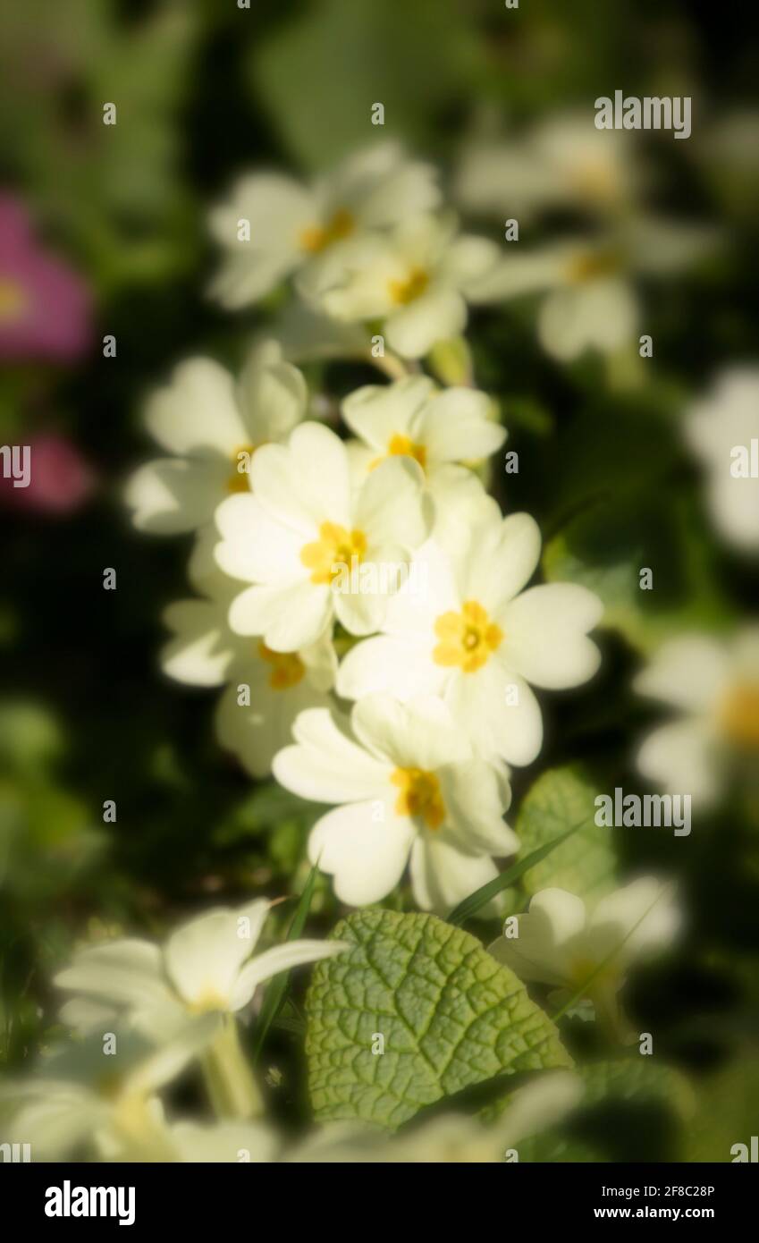 Spring flowering Primulas {Primrose} in spring sunshine Stock Photo - Alamy