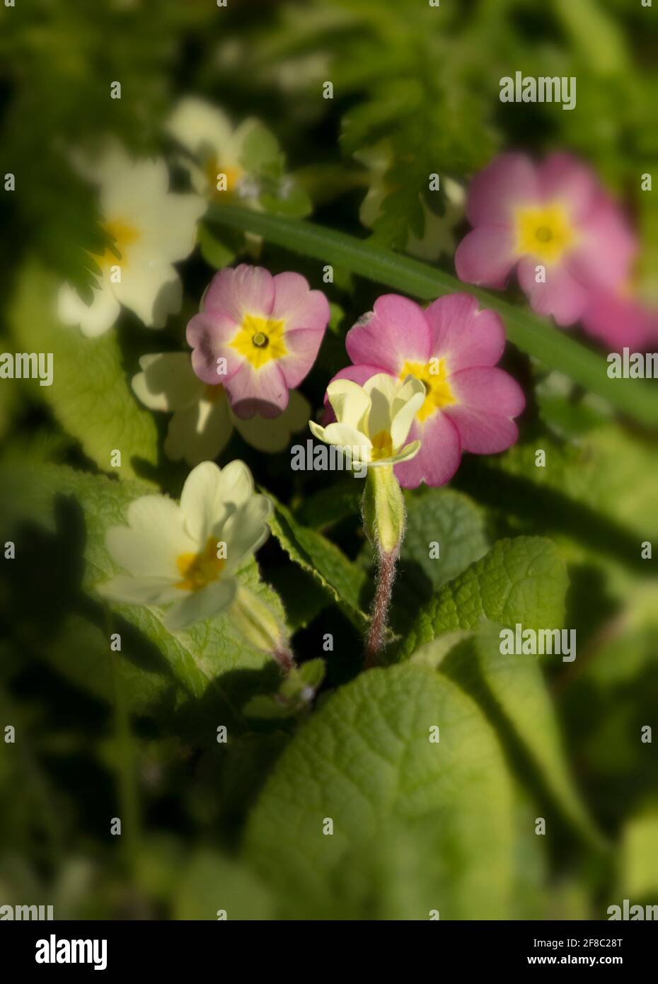 Spring flowering Primulas {Primrose} in spring sunshine Stock Photo - Alamy