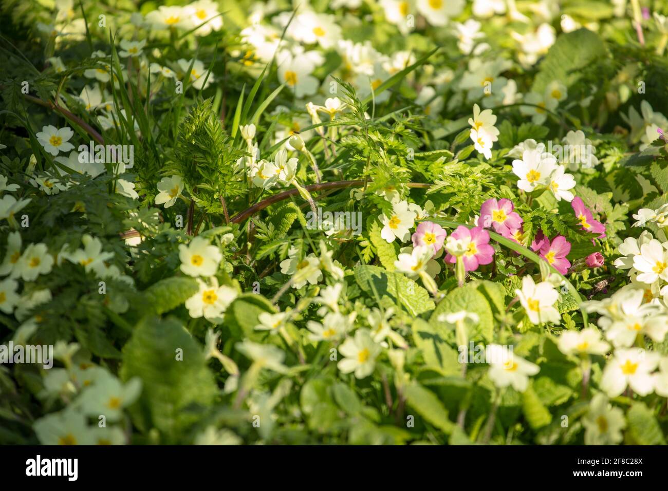 Spring flowering Primulas {Primrose} in spring sunshine Stock Photo - Alamy