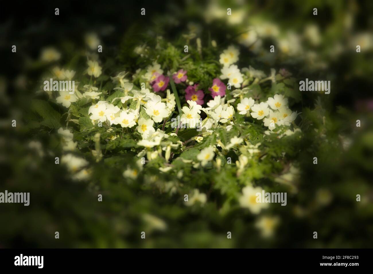 Spring flowering Primulas {Primrose} in spring sunshine Stock Photo - Alamy