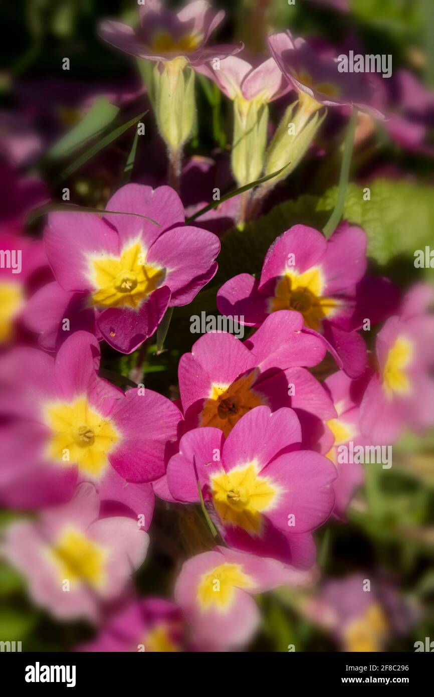 Spring flowering Primulas {Primrose} in spring sunshine Stock Photo - Alamy