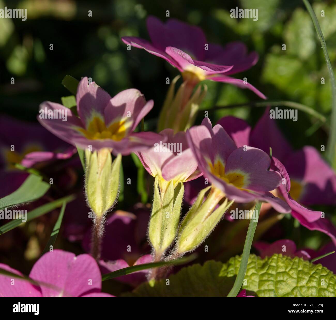 Spring flowering Primulas {Primrose} in spring sunshine Stock Photo - Alamy