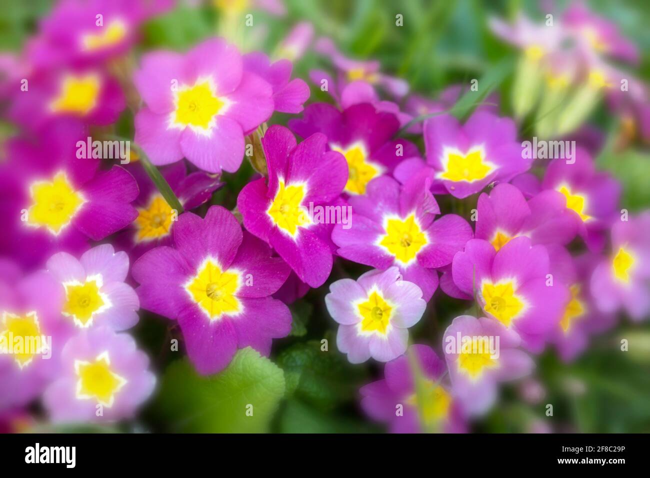 Spring flowering Primulas {Primrose} in spring sunshine Stock Photo - Alamy