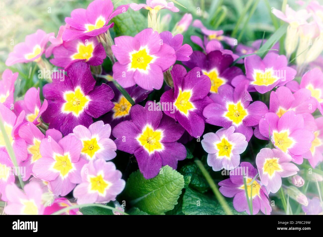 Spring flowering Primulas {Primrose} in spring sunshine Stock Photo - Alamy