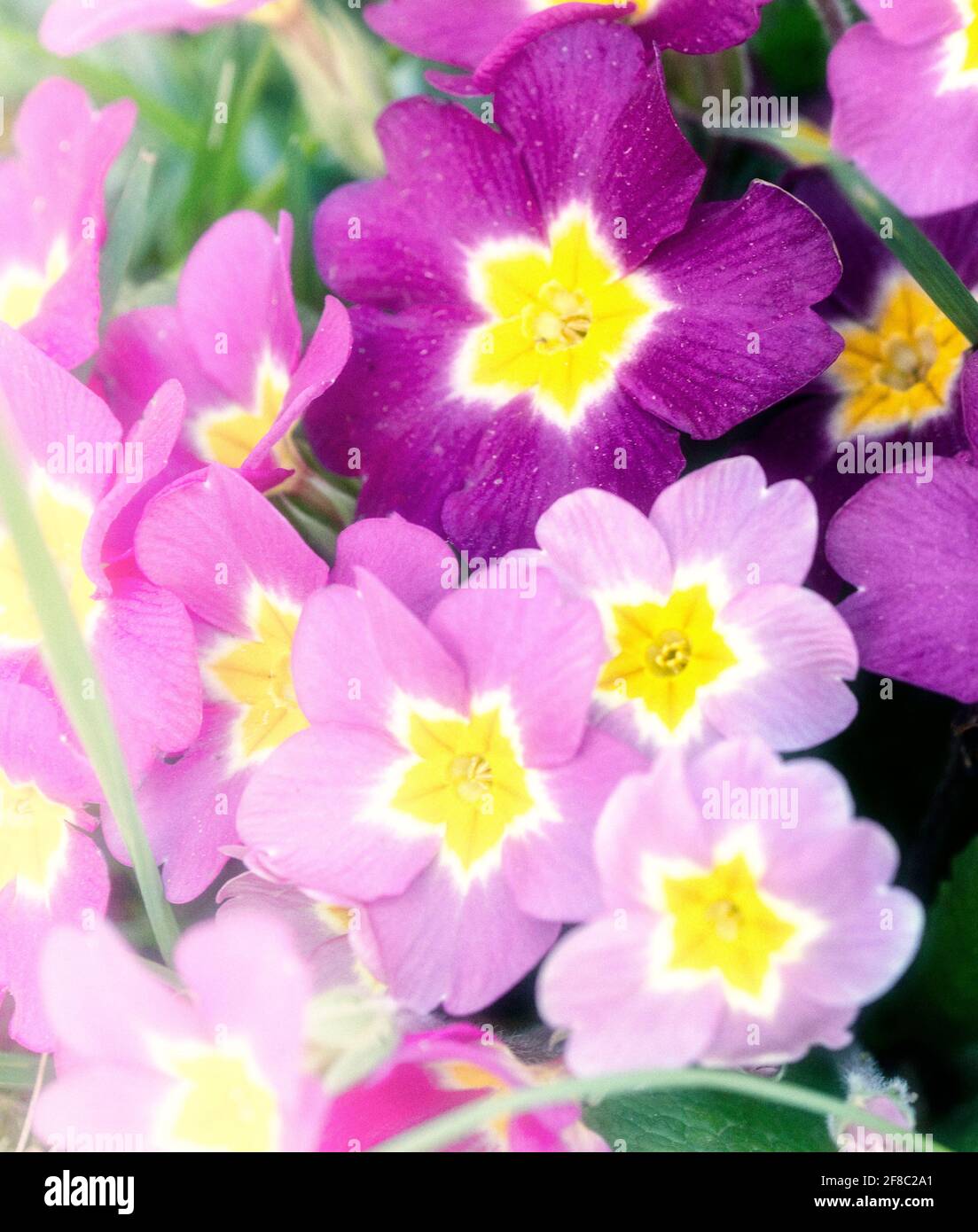 Spring flowering Primulas {Primrose} in spring sunshine Stock Photo - Alamy