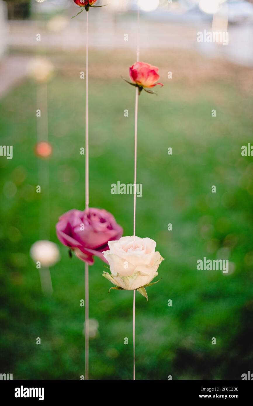 Orange, purple, and white rose flowers hang sewn on strings at outdoor ...