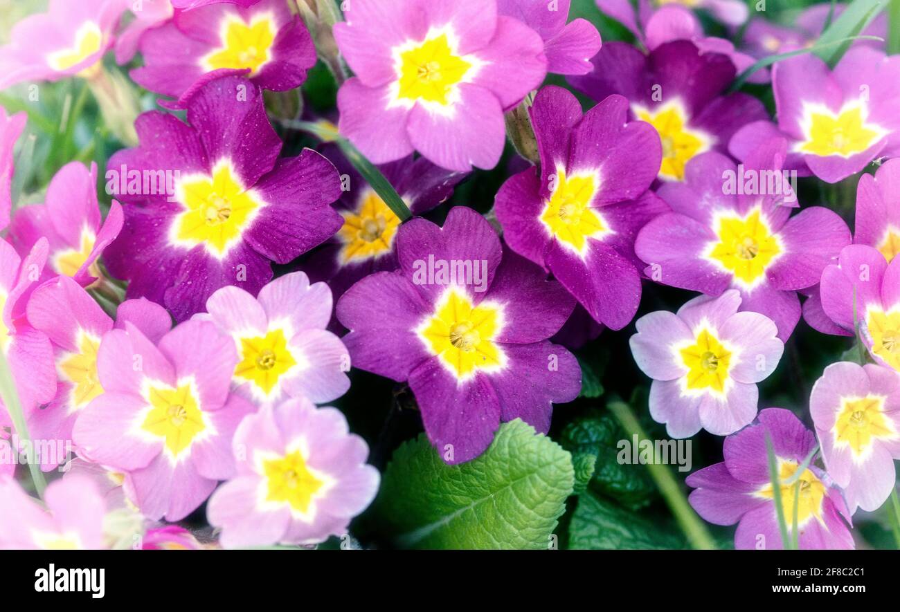 Spring flowering Primulas {Primrose} in spring sunshine Stock Photo - Alamy