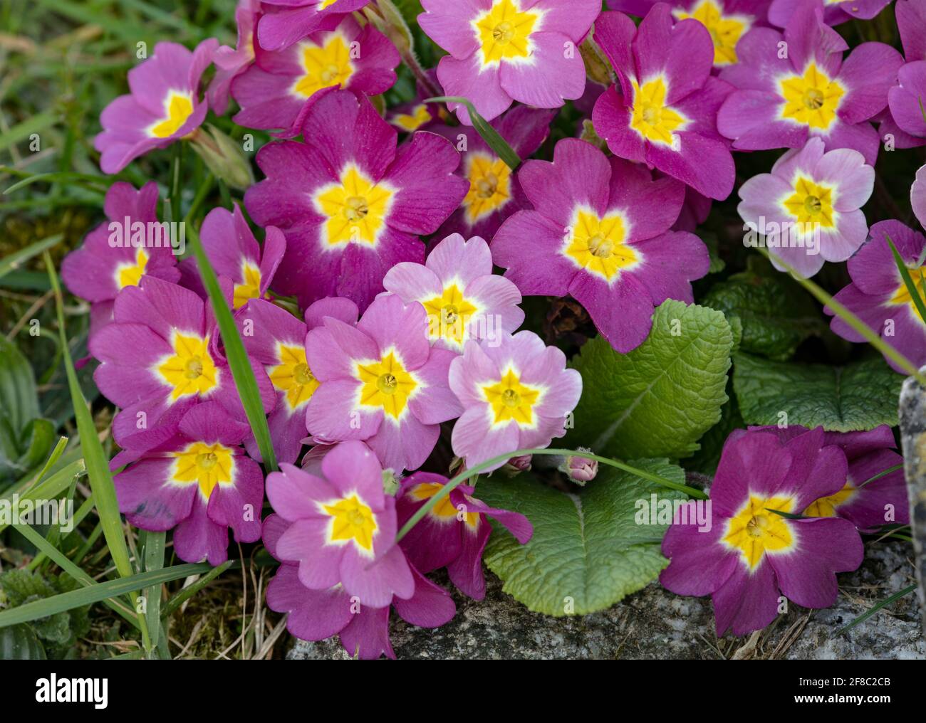Spring flowering Primulas {Primrose} in spring sunshine Stock Photo - Alamy