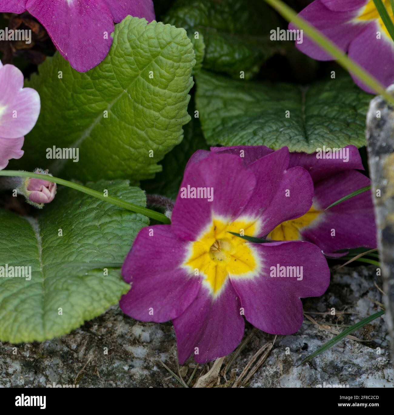 Spring flowering Primulas {Primrose} in spring sunshine Stock Photo - Alamy