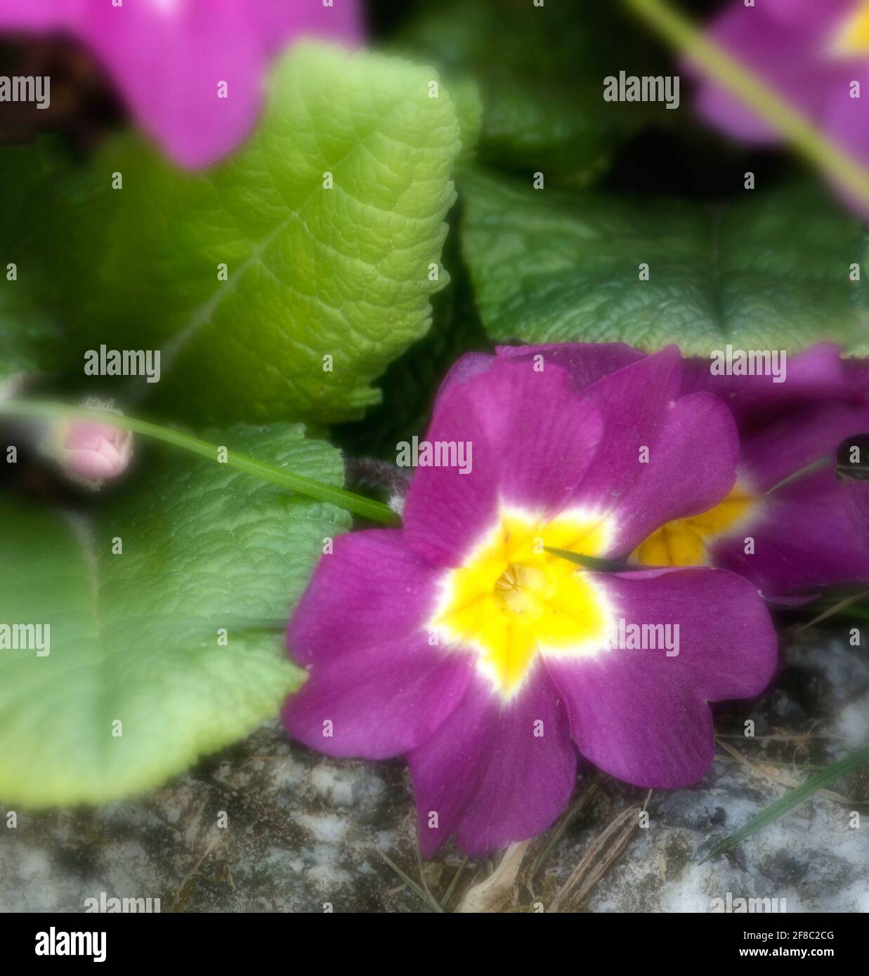 Spring flowering Primulas {Primrose} in spring sunshine Stock Photo - Alamy