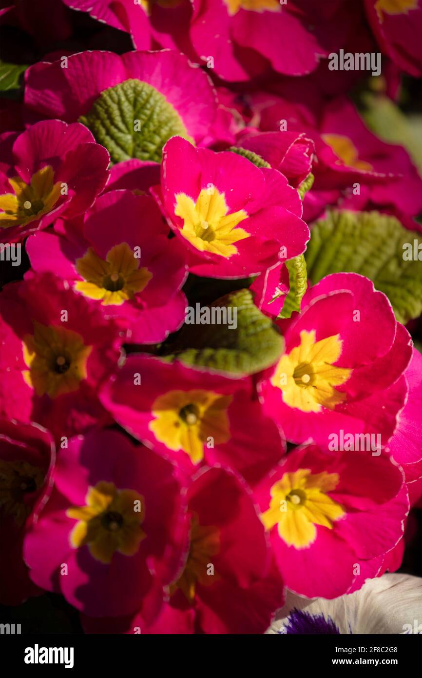 Spring flowering Primulas {Primrose} in spring sunshine Stock Photo - Alamy