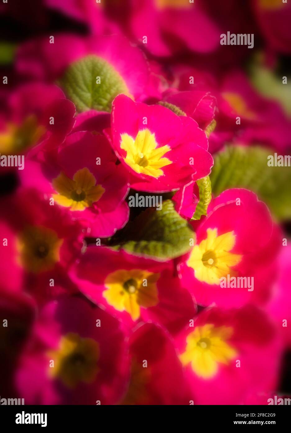 Spring flowering Primulas {Primrose} in spring sunshine Stock Photo - Alamy