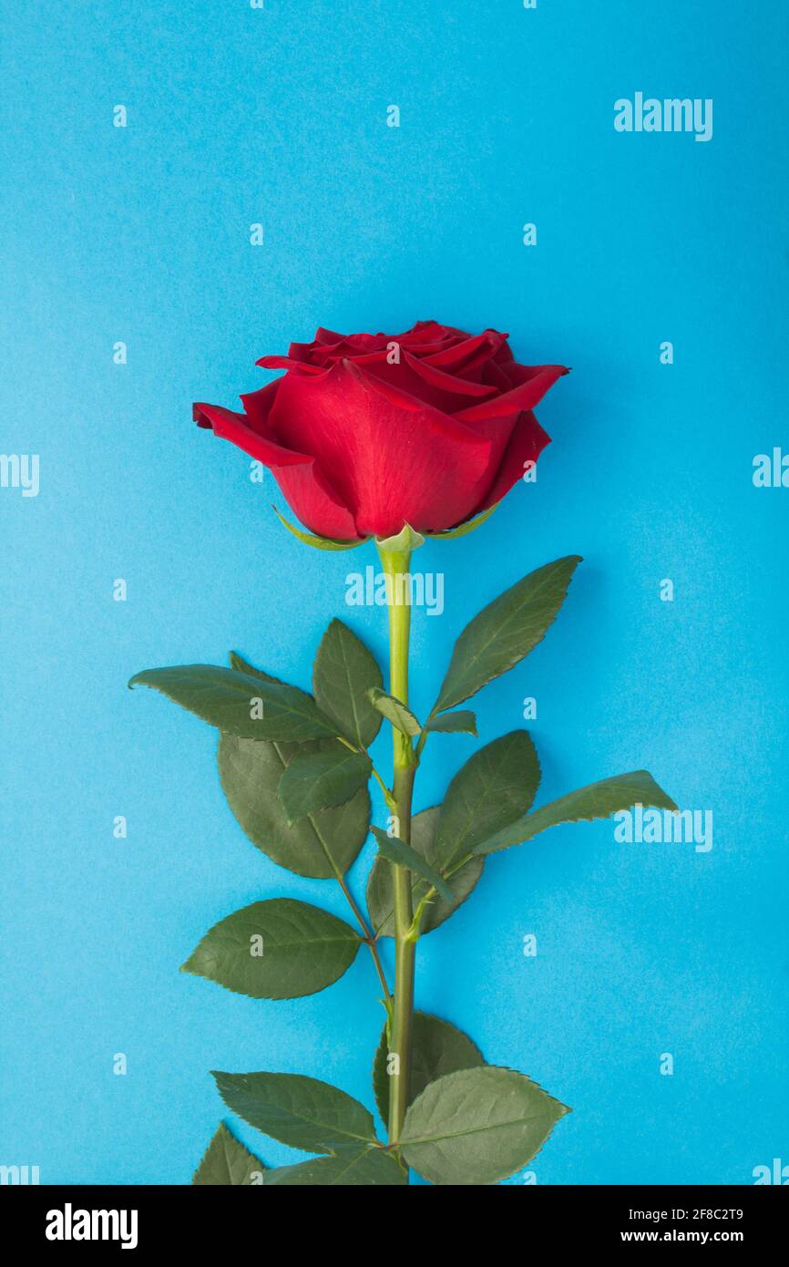 Closeup on red rose on the blue background. Location vertical Stock ...