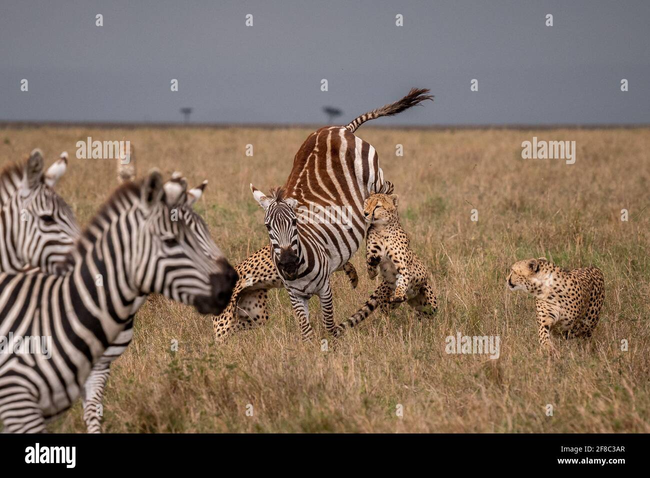 The zebra lifted its hind legs to deliver a desperate kick. KENYA ...