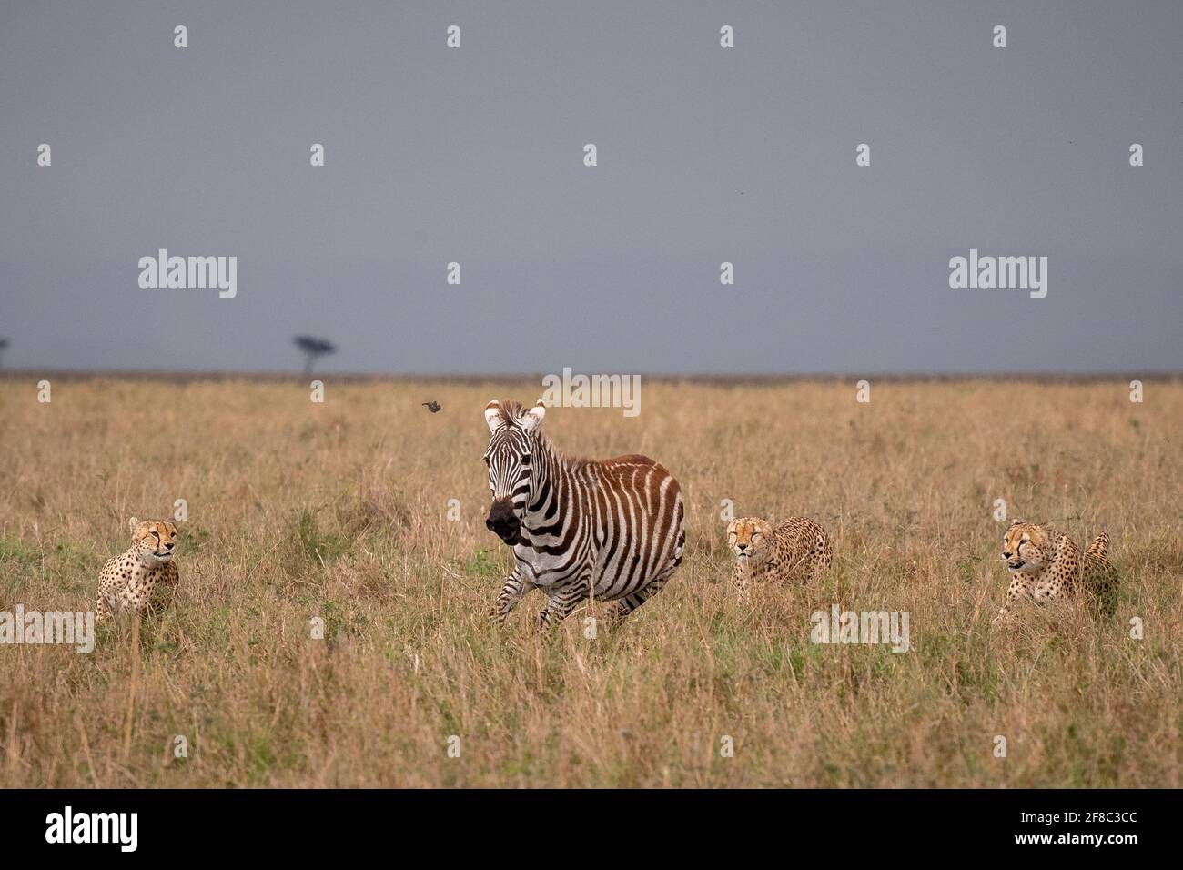 The cheetahs weren't phased by the zebra's escape attempts. KENYA ...