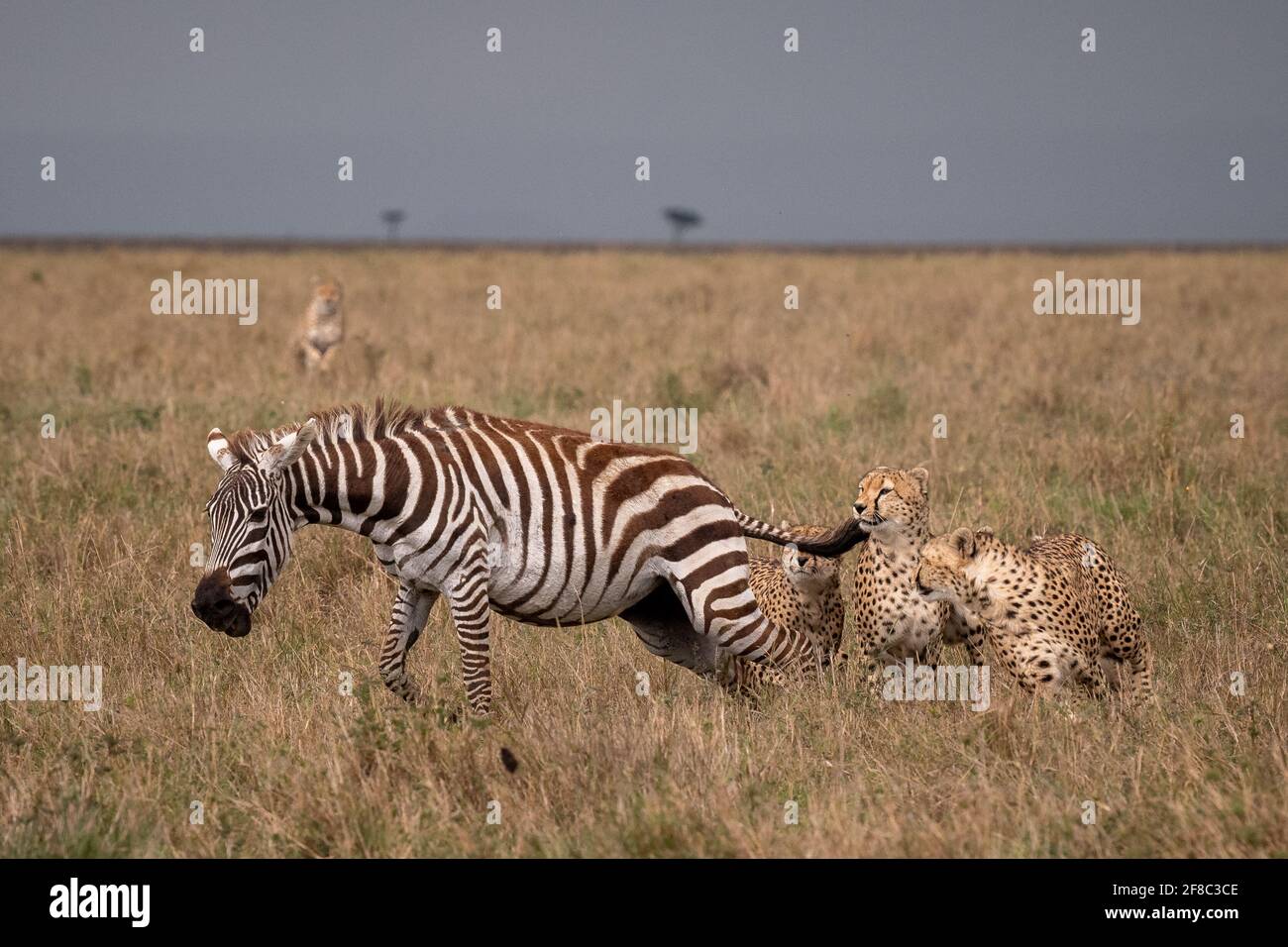 Cheetah Chasing Zebra