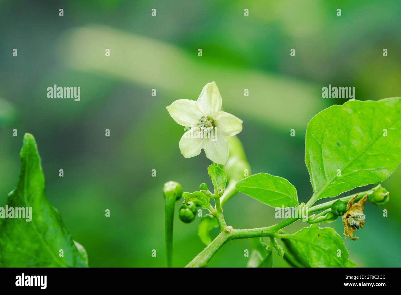 Chili pepper plant white flowers hi-res stock photography and images ...