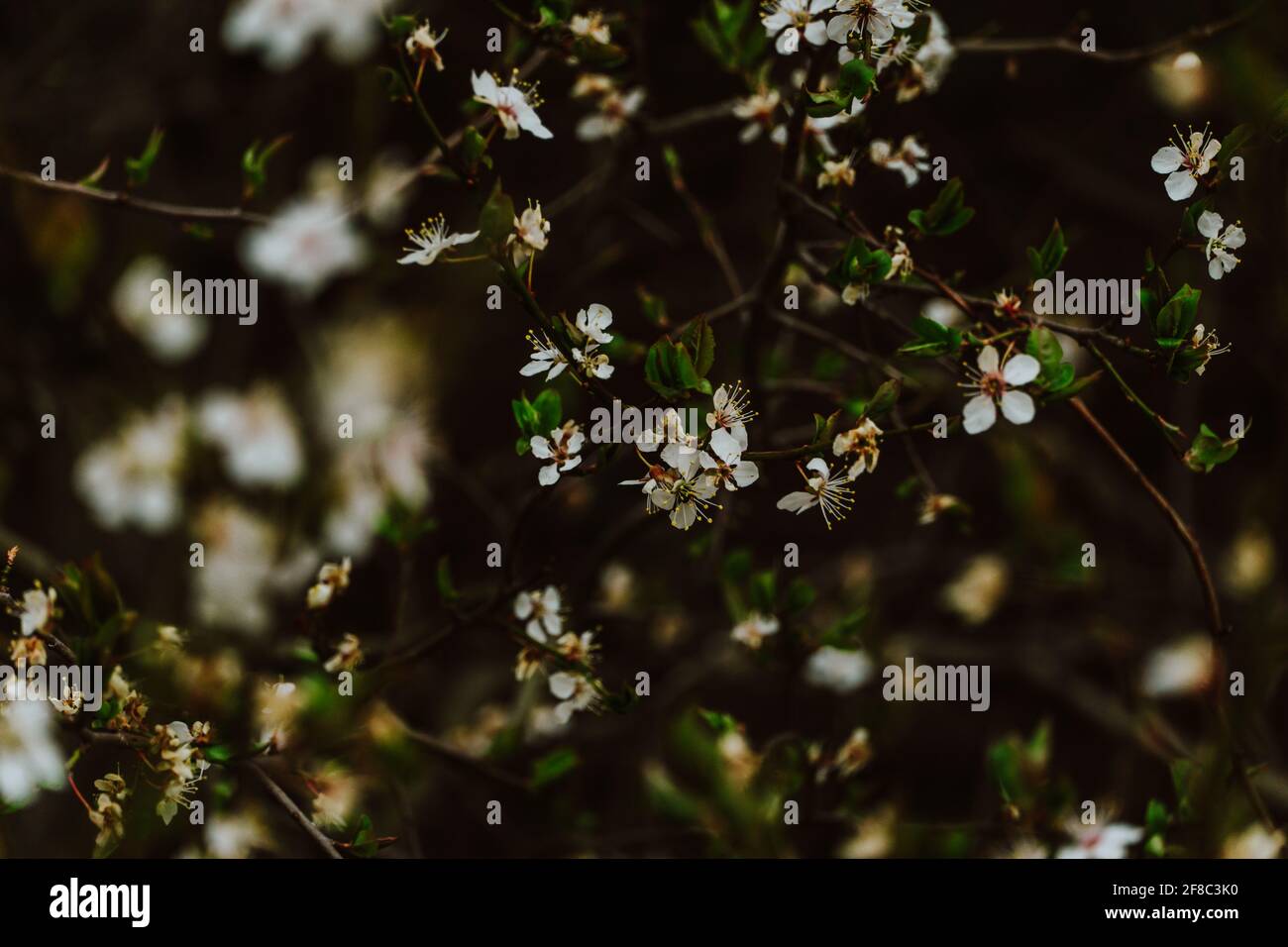 Garden macros hi-res stock photography and images - Alamy