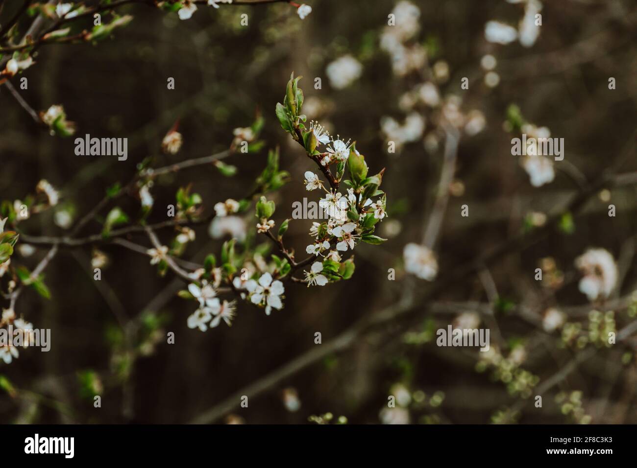 Blooming tree macros Stock Photo - Alamy