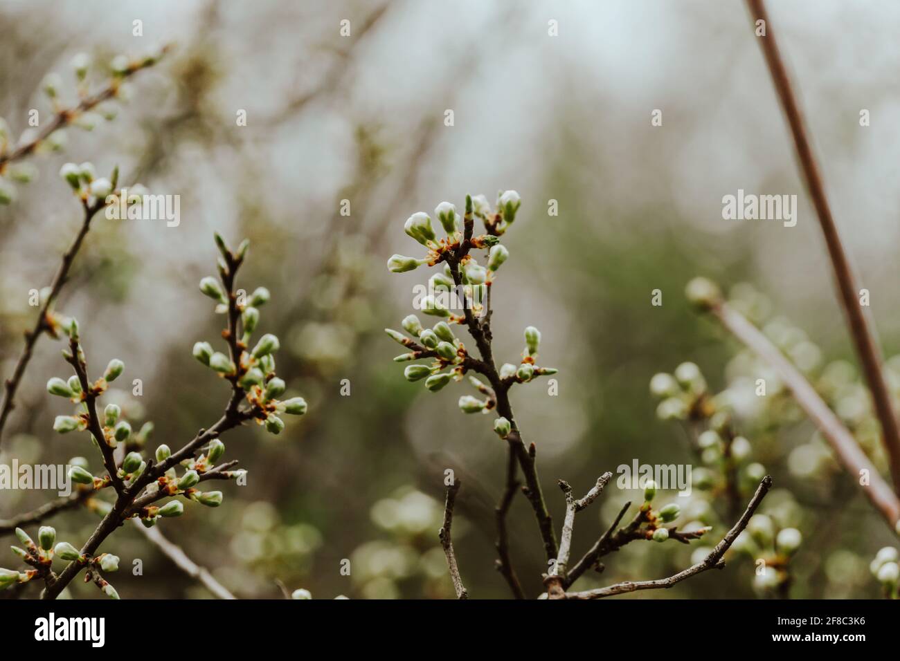 Blooming tree macros Stock Photo - Alamy