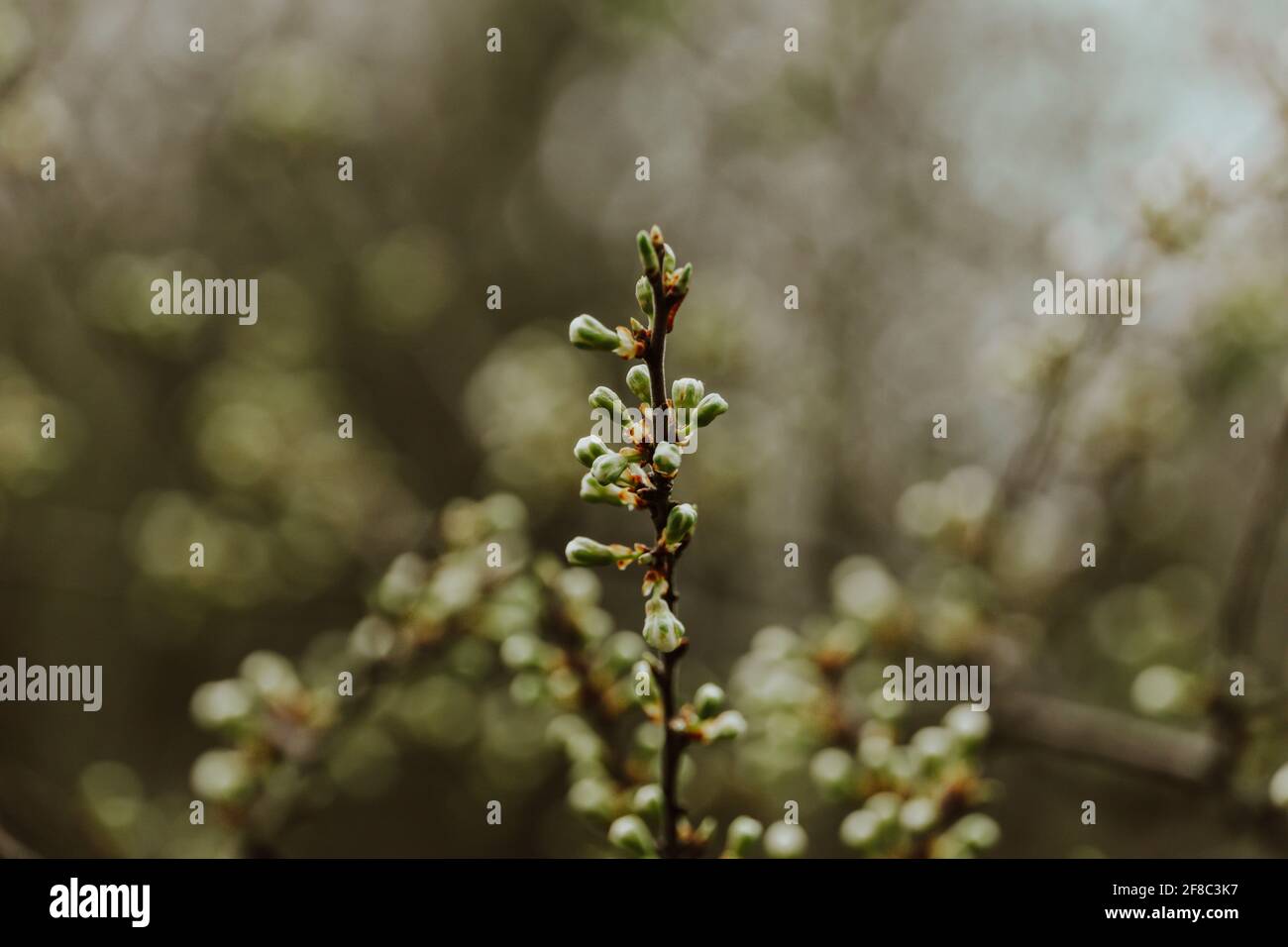 Blooming tree macros Stock Photo - Alamy